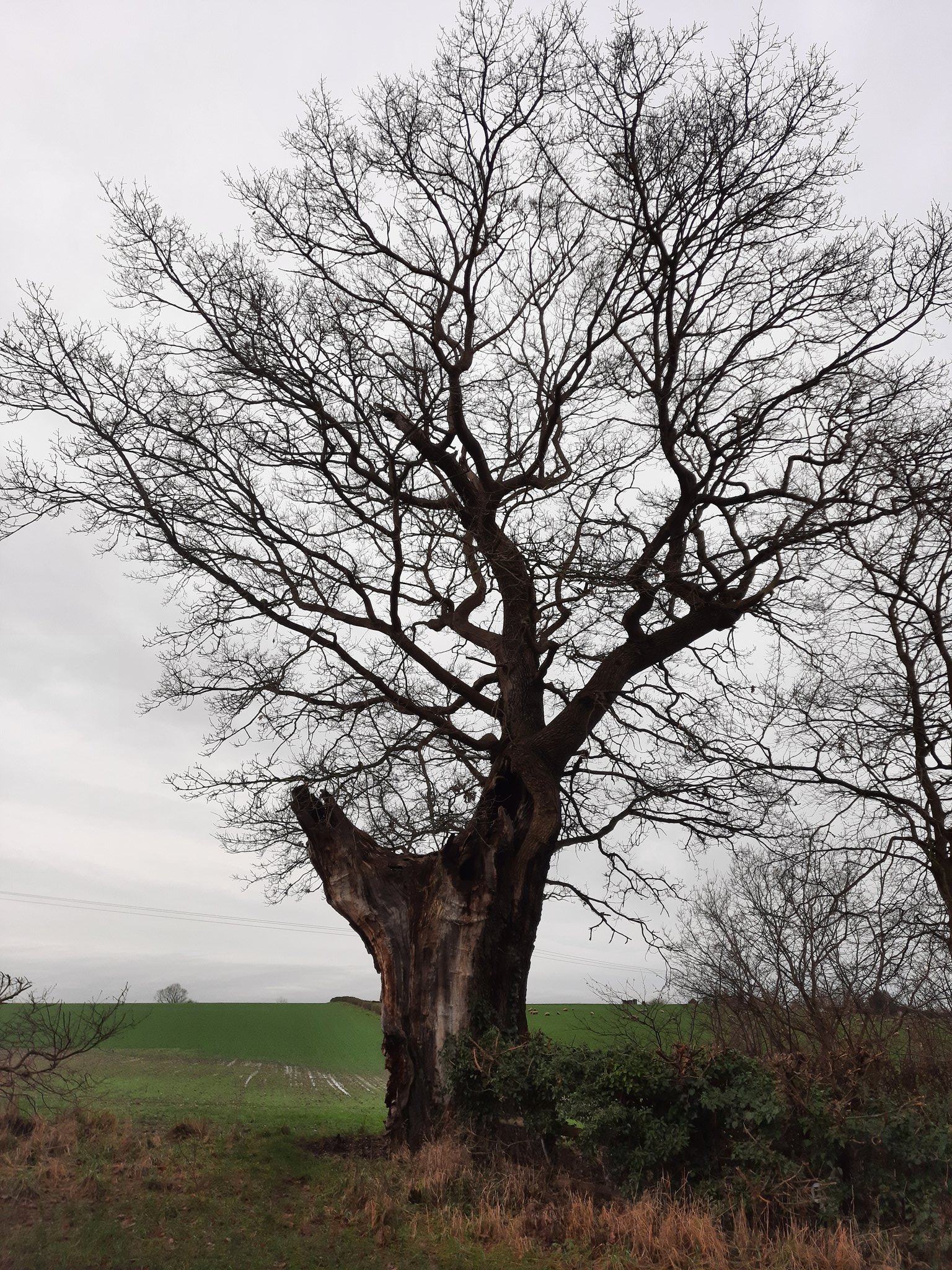 Christmas Tree | Lichfield Lore